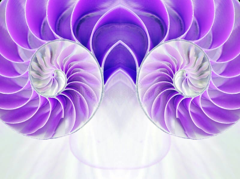 Nautilus Shell Symmetry Fibonacci Half Cross Section Spiral Golden ...