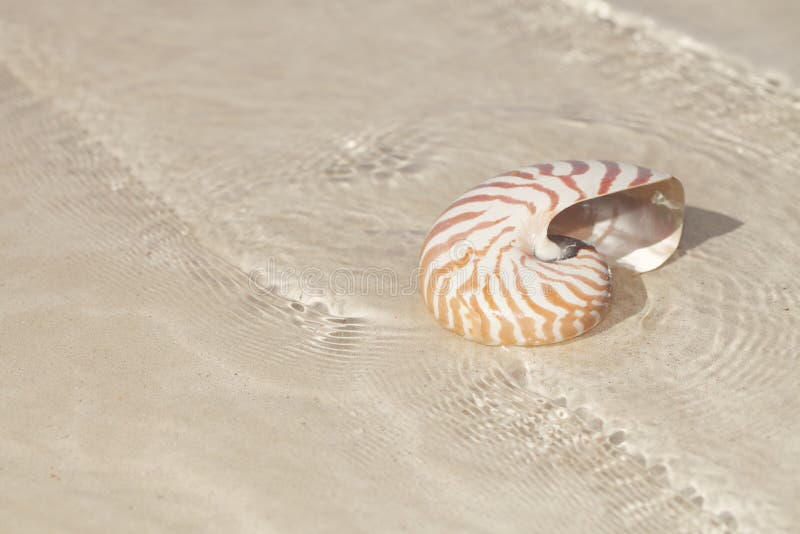 Nautilus Shell in Crystal Clear Sea Water and Sand Stock Photo - Image ...