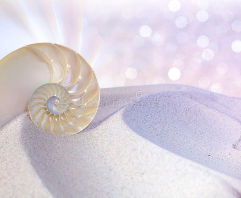 Seashell Cut Half Stock Photos - Free & Royalty-Free Stock Photos from ...