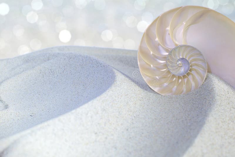 Seashell Cut Half Stock Photos - Free & Royalty-Free Stock Photos from ...