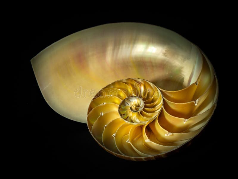Nautilus shell cut in half stock image. Image of white - 199381027