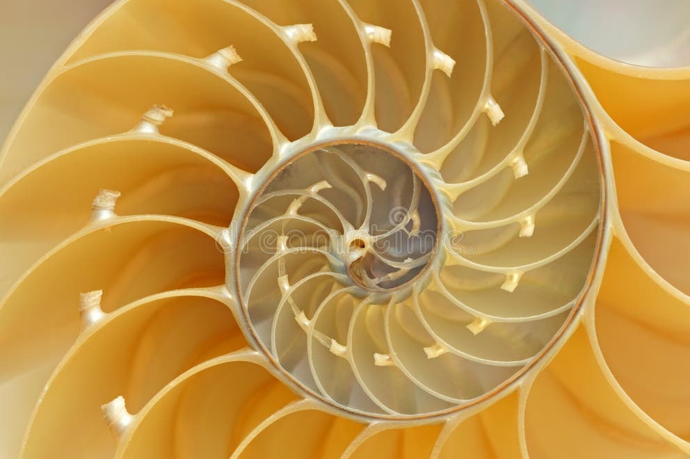 Nautilus Shell Detail stock photo. Image of ocean, shell - 8152034