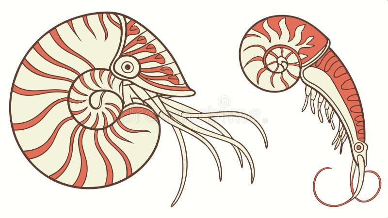 Nautilus Shell Growth Stages, Spiral Development Illustration Vector ...