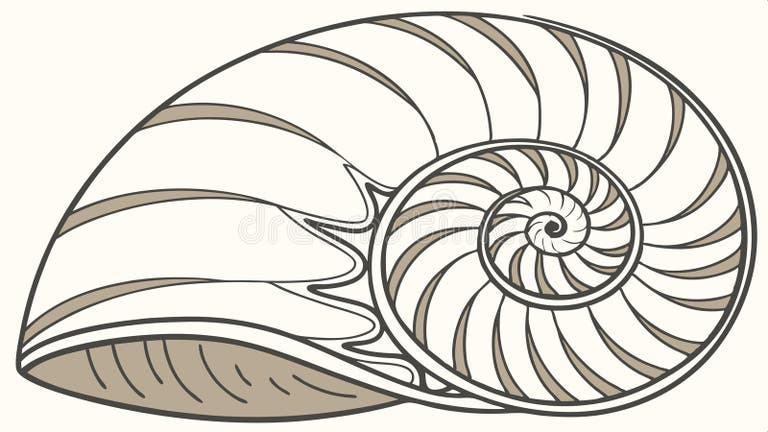 Nautilus Shell Illustration, Spiral Pattern and Natural Geometry Design ...