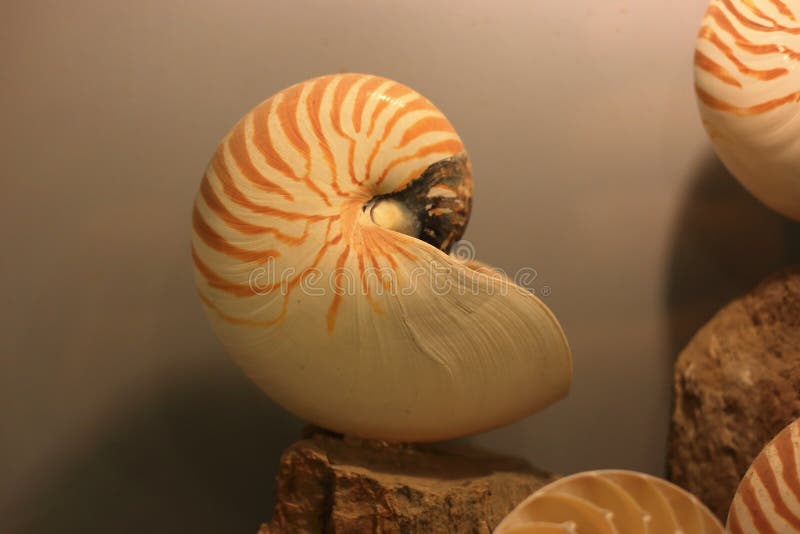 Nautilus shell stock photo. Image of seashell, conchology - 54101660