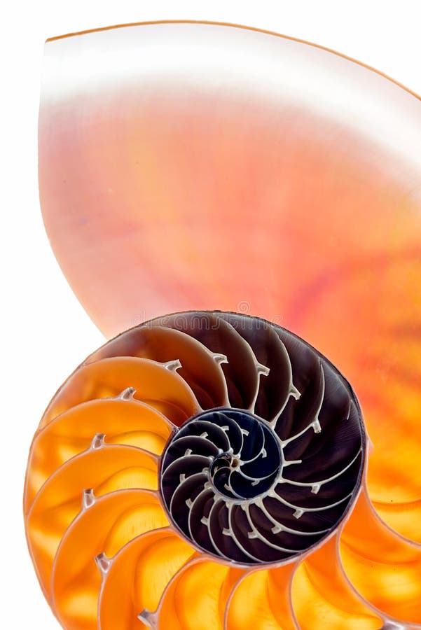 Nautilus shell isolated 1 stock photo. Image of biology - 36325798