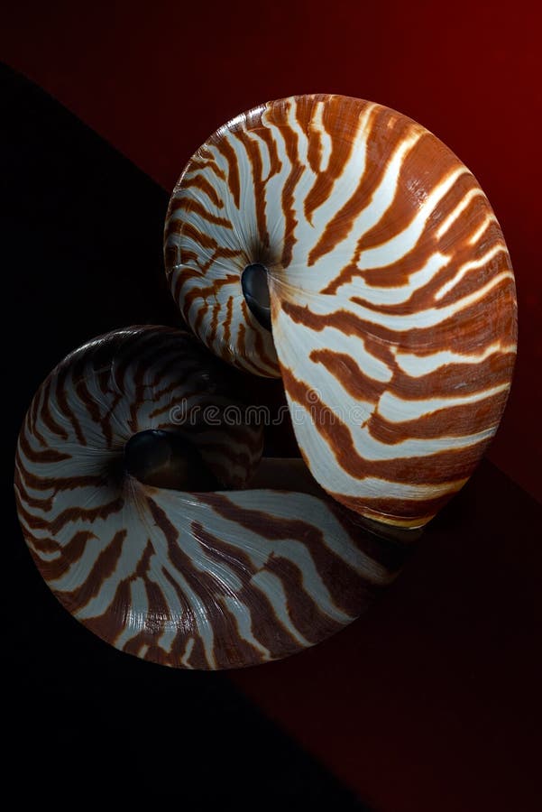 Nautilus shell isolated 1 stock photo. Image of biology - 36325798