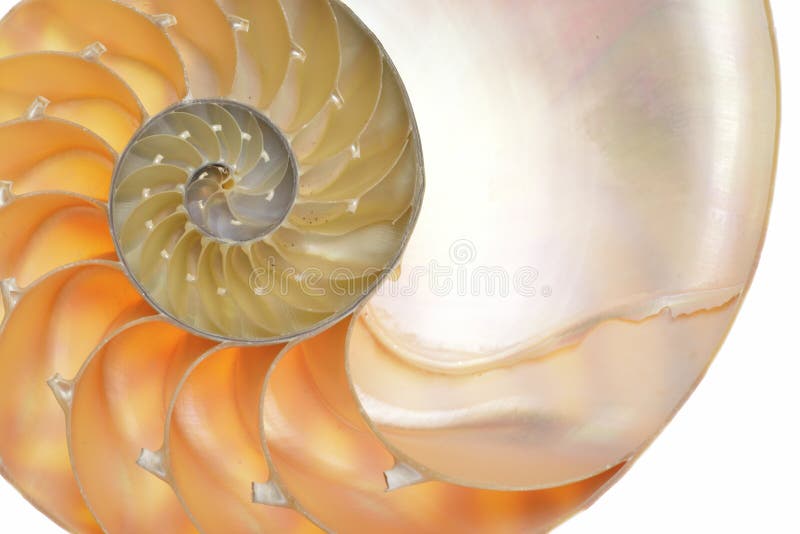 Nautilus shell stock image. Image of extreme, animal - 34608533