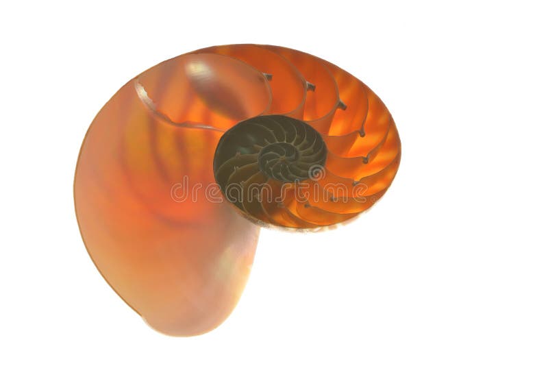 Nautilus shell isolated stock photo. Image of chambered - 42739004