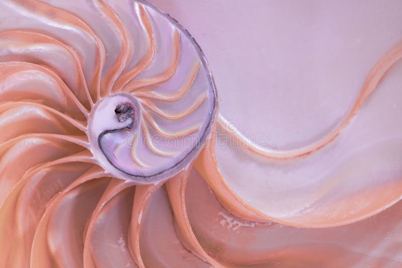 Section of nautilus shell stock image. Image of close - 17101257
