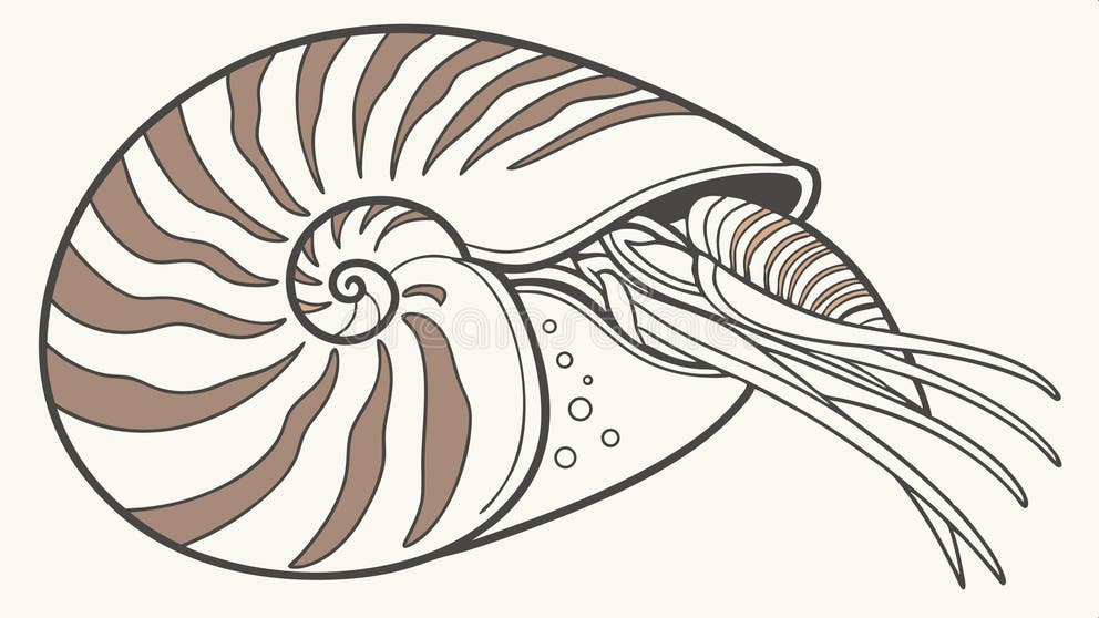 Nautilus Shell, Nature and Fibonacci Sequence Illustration Vector Design Generative AI Stock ...