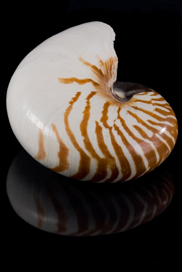 Nautilus shell stock image. Image of seashell, conch - 18457037