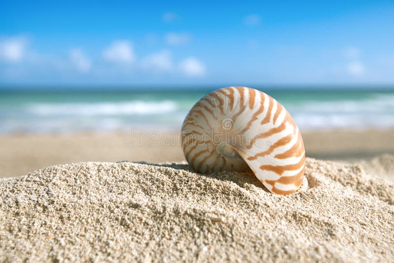 Nautilus Shell with Ocean , Beach and Seascape Stock Photo - Image of ...