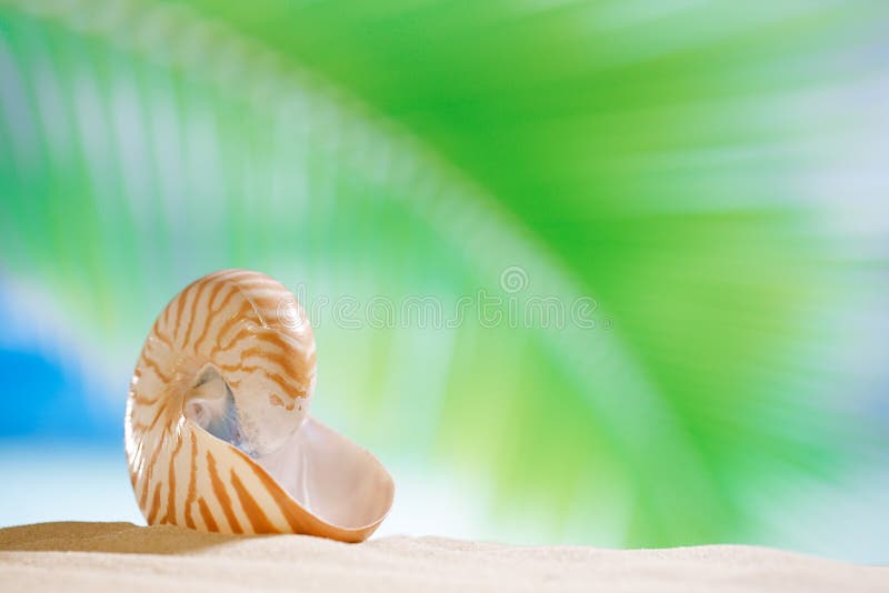 Nautilus Shell with Ocean , Beach and Seascape, Shallow Dof Stock Image ...
