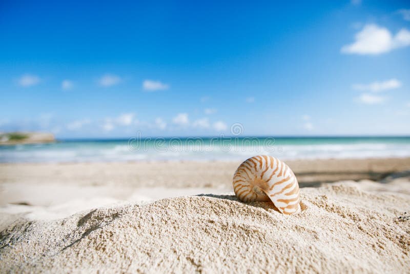 Nautilus Shell with Ocean , Beach and Seascape Stock Image - Image of ...