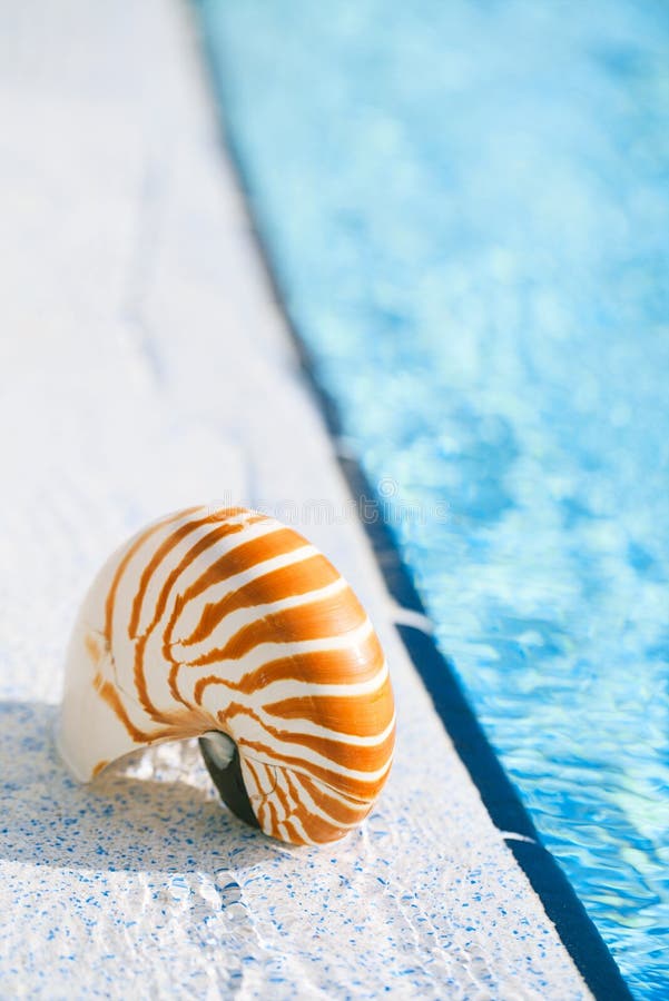 Nautilus Shell at Resort Swimming Pool Edge Stock Photo - Image of pool ...