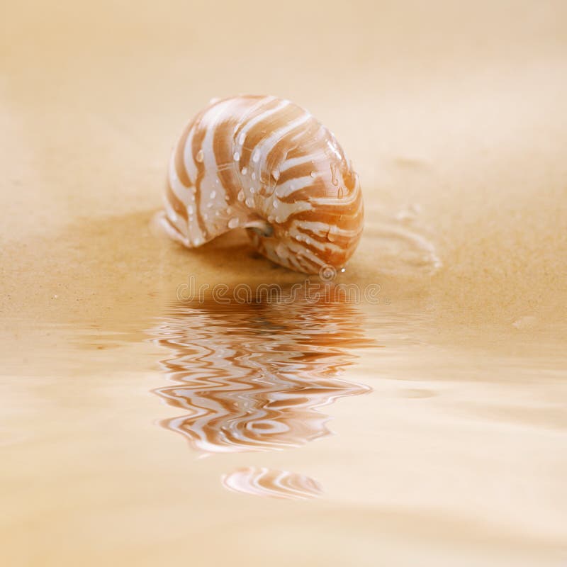 Nautilus Shell on Ripple Sea Water and Sand Stock Photo - Image of wave ...