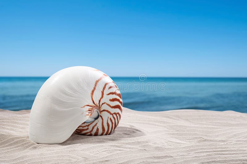 Nautilus Shell on Sandy Beach Near Ocean, Space for Text Stock Image ...