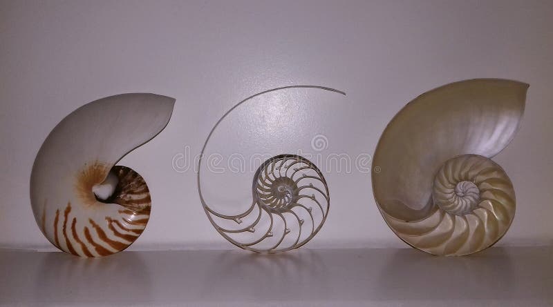 Inside of Nautilus stock photo. Image of side, sand, soft - 125334