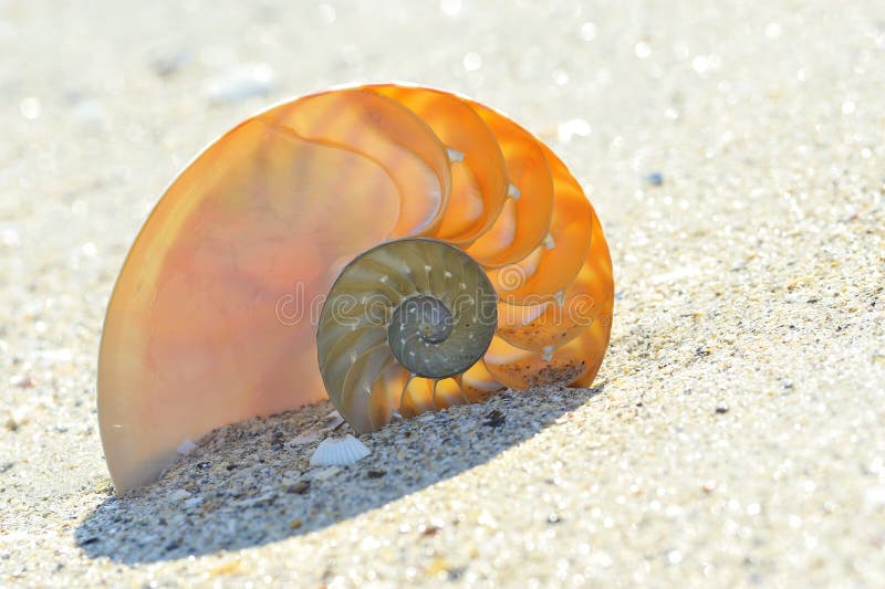 Nautilus shell stock image. Image of extreme, animal - 34608533