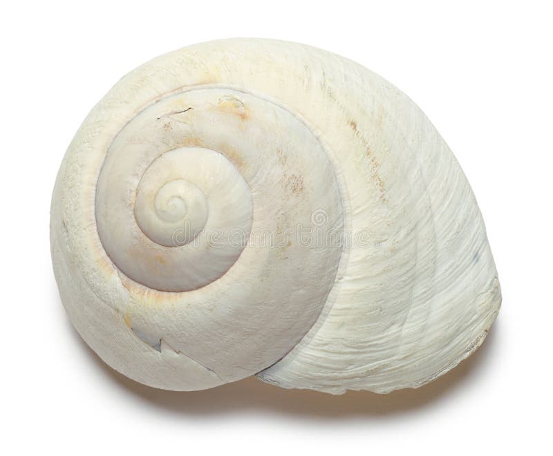 Nautilus Shell stock photo. Image of small, shell, spiral - 305795450