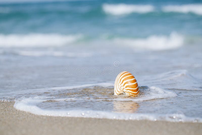 Nautilus Shell with Sea Wave, Florida Beach Under the Sun Ligh Stock ...
