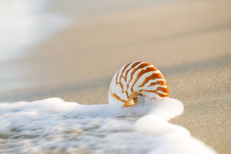 Nautilus Shell with Sea Wave, Florida Beach Under the Sun Ligh Stock ...