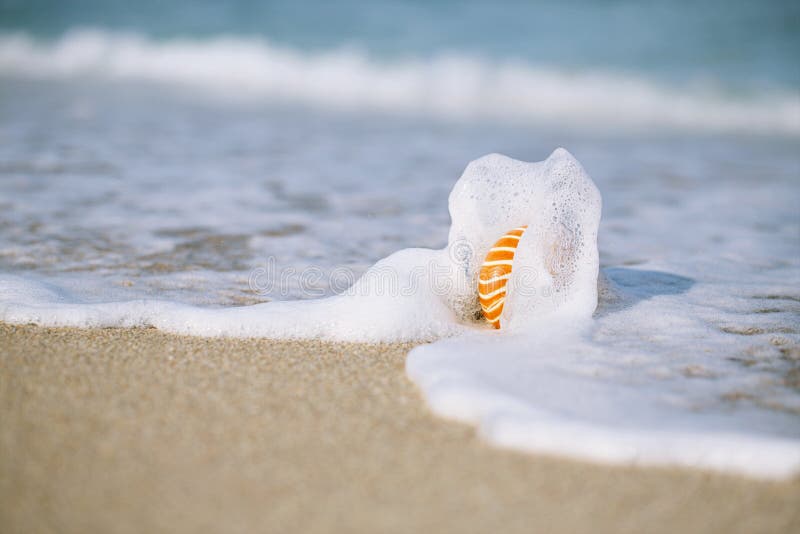 Nautilus Shell with Sea Wave, Florida Beach Under the Sun Ligh Stock ...