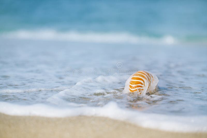 Nautilus Shell with Sea Wave, Florida Beach Under the Sun Ligh Stock ...
