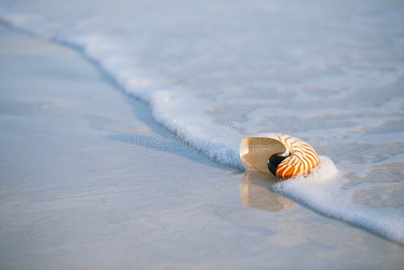 Nautilus Shell with Sea Wave, Florida Beach Under the Sun Ligh Stock ...