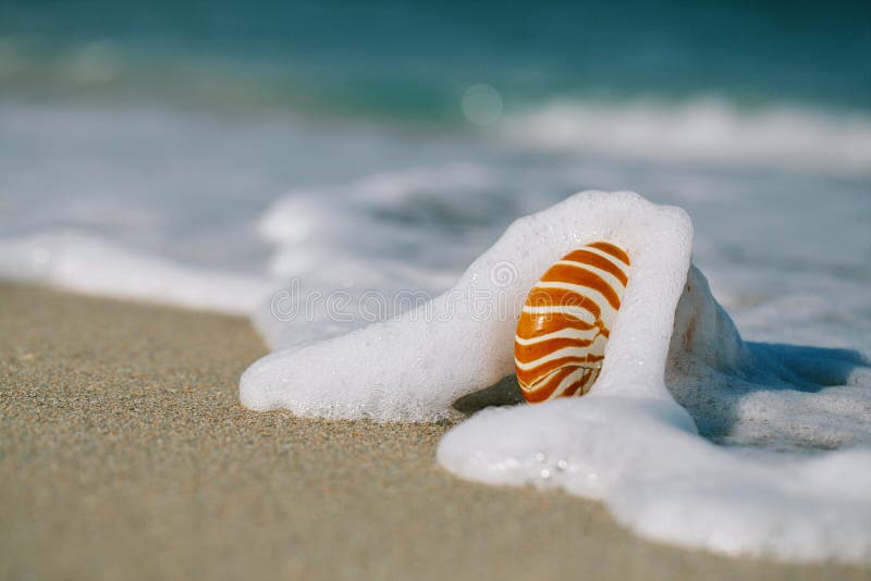 Nautilus Shell with Sea Wave, Florida Beach Under the Sun Ligh Stock ...