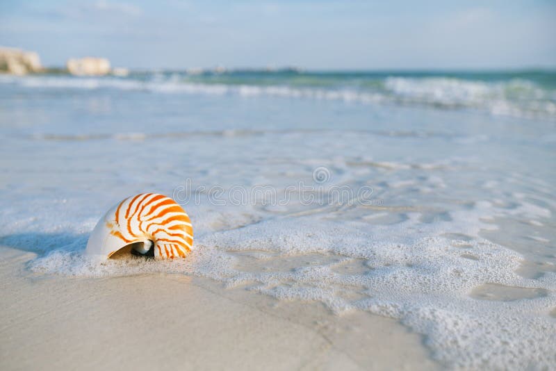 Nautilus Shell with Sea Wave, Florida Beach Under the Sun Ligh Stock ...