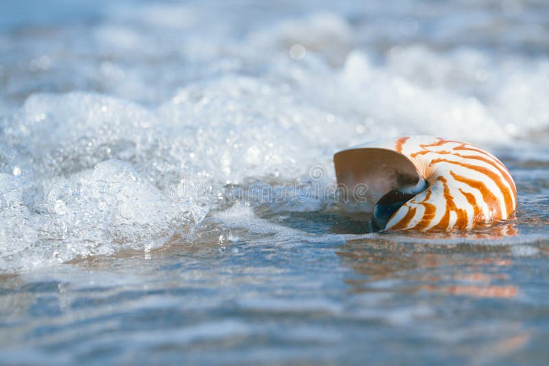 Nautilus Shell with Sea Wave, Florida Beach Stock Photo - Image of ...