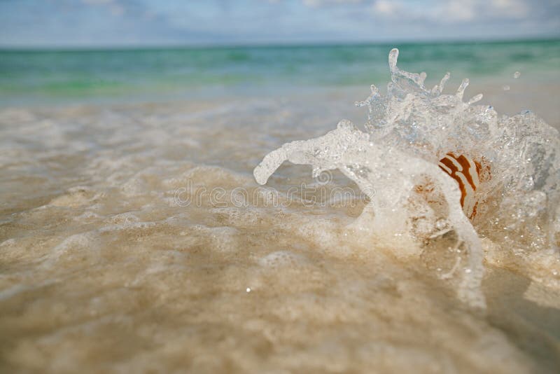 Nautilus Shell Sea Waves, Live Action ... Stock Image - Image of ...