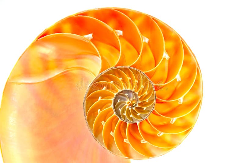 Nautilus shells stock photo. Image of triple, mollusk - 7036748