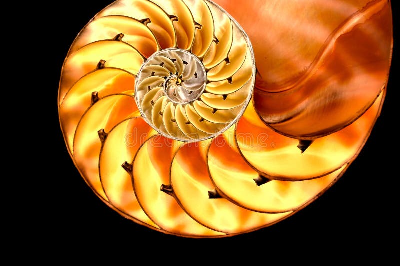 Nautilus stock photo. Image of seashell, ancient, geometry - 8719020