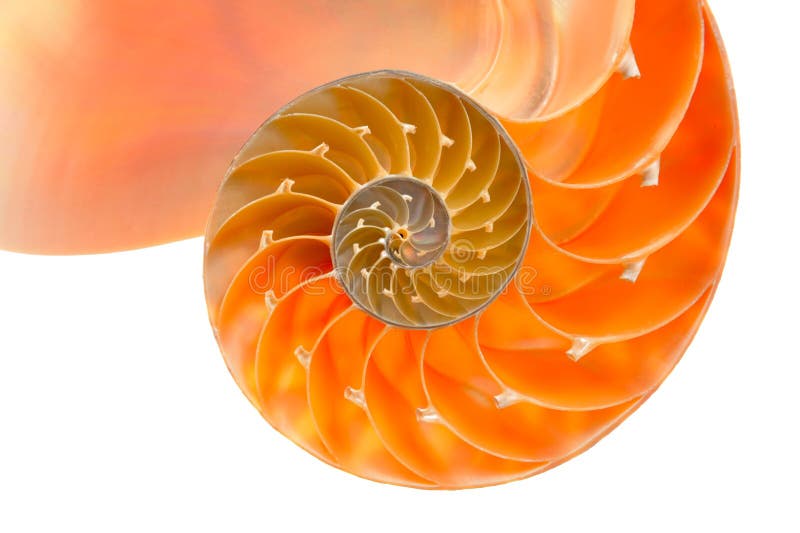 Nautilus shell interior stock photo. Image of cephalopod - 6814490