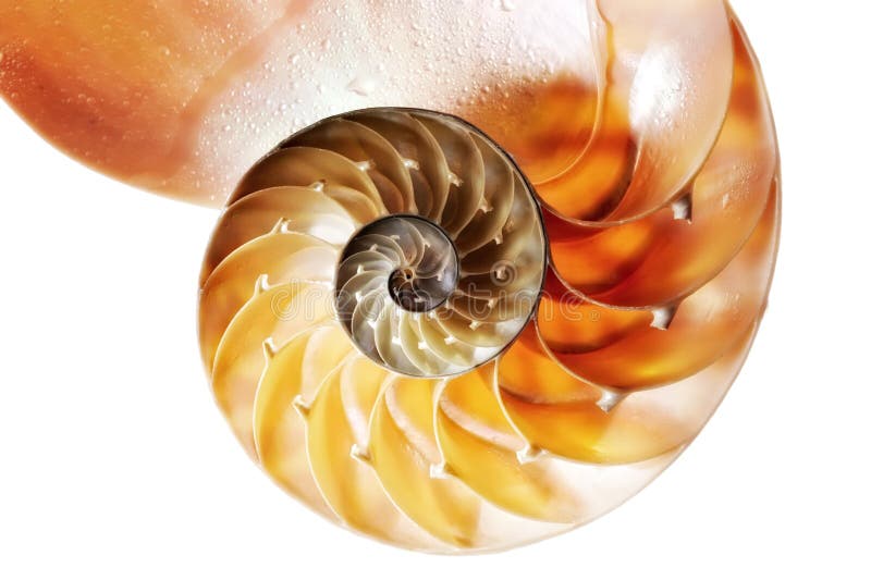 Nautilus stock photo. Image of seashell, ancient, geometry - 8719020