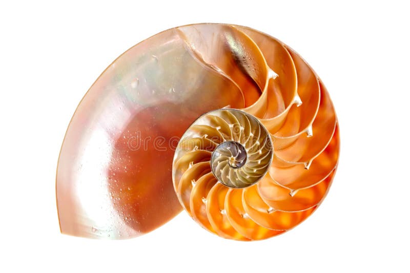Nautilus shell section stock image. Image of biology, pattern - 9614181