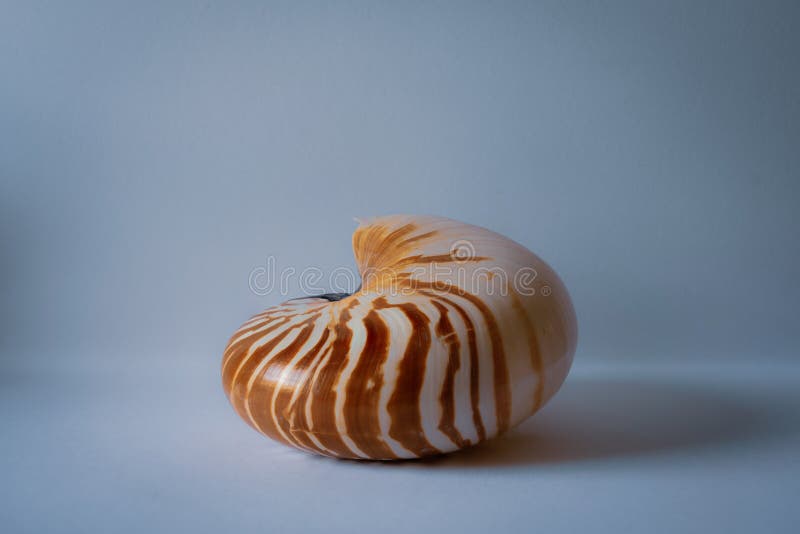 Nautilus Shell on side stock image. Image of spectacular - 178315565