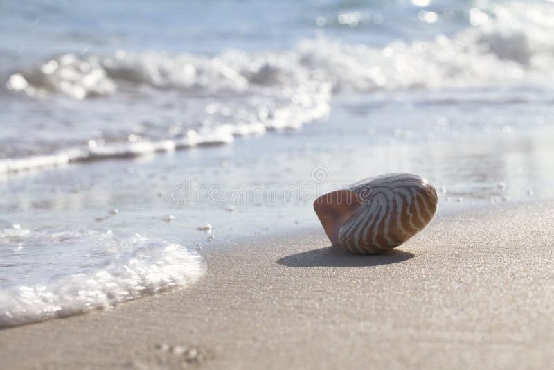 Nautilus Shell Silhouette Backlit on Sea Beach Stock Photo - Image of ...