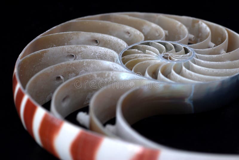 Nautilus Shell Sliced fotografia stock. Immagine di coperture - 61517266