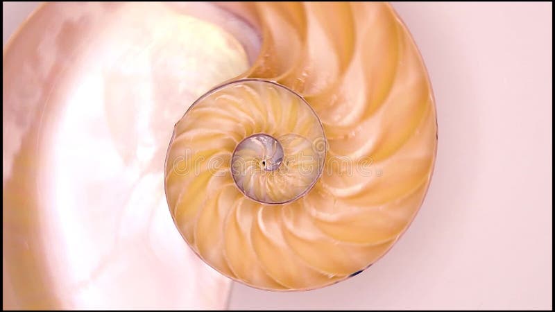 Surreal zoom stock footage. Video of seashell, growth - 264406562