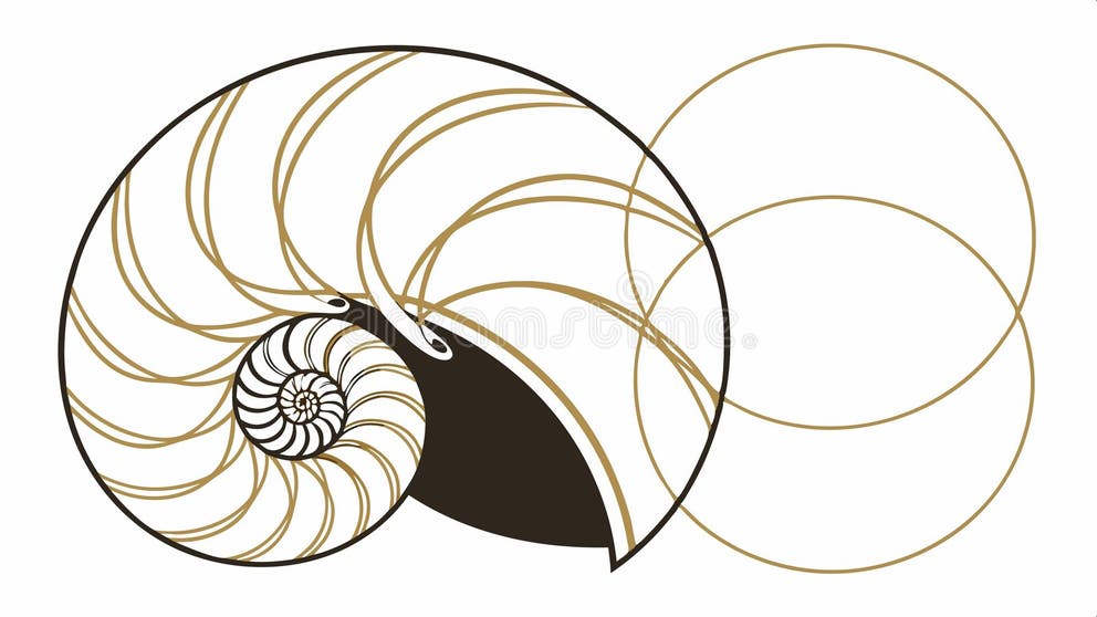 Nautilus Shell Spiral Pattern, Fibonacci Spiral, Shell Pattern, Natural Spiral, Shell Design ...