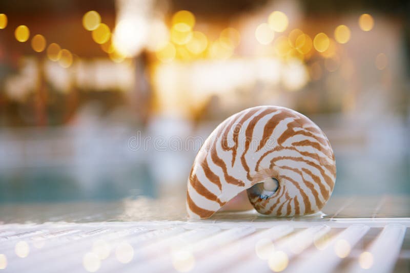 Nautilus Shell at Swimming Pool Edge Stock Photo - Image of leisure ...