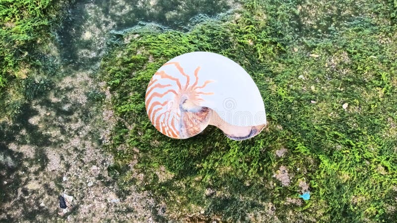 Nautilus Shell Washed on the Beach Stock Photo - Image of outdoor ...