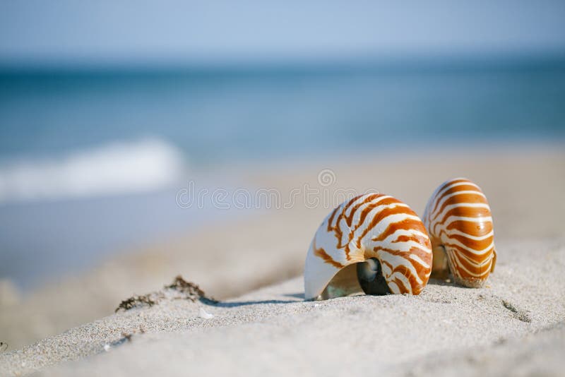 Nautilus Shell on White Florida Beach Sand Stock Image - Image of ...