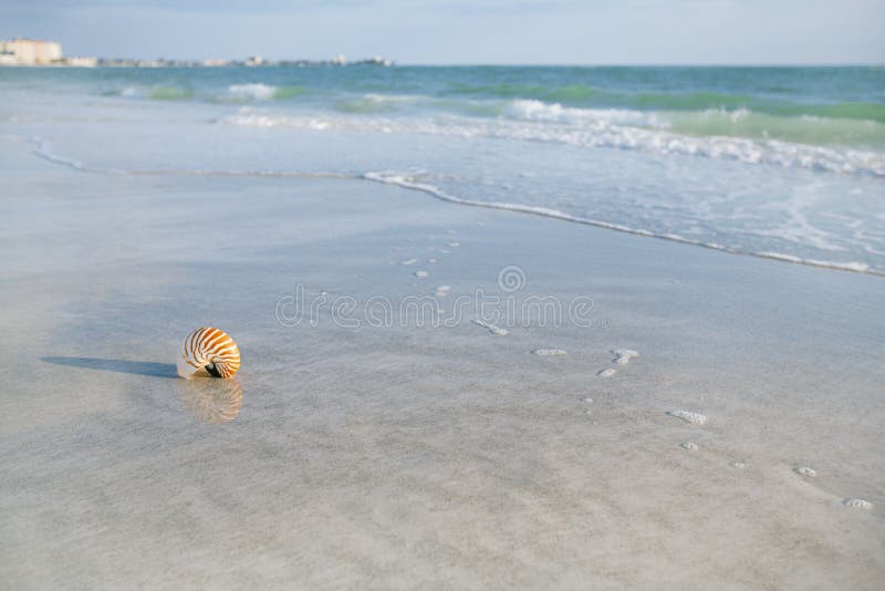 Nautilus Shell on White Florida Beach Sand Under the Sun Light Stock ...