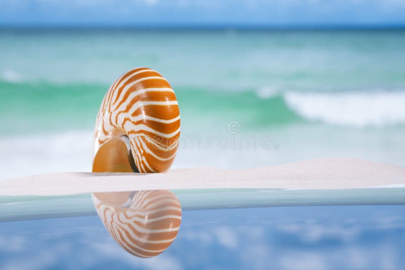 Nautilus Shell on White Sandy Beach Sand Under the Sun Light Stock ...