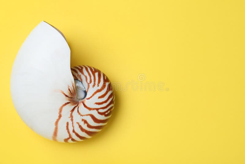 Nautilus Shell on Yellow Background, Top View. Space for Text Stock ...